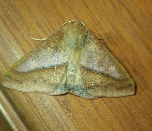 Bassania (Serranía El Peligro) · iNaturalist