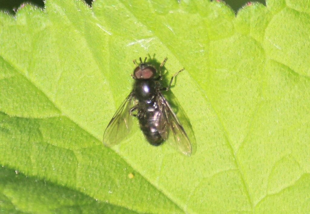 Pitheads from Saltwells NNR, Dudley, UK on 25 April, 2025 at 08:31 AM ...