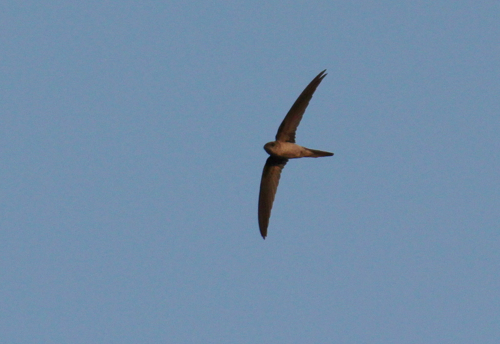 Asian Palm Swift (Cypsiurus balasiensis) - Avian Discovery