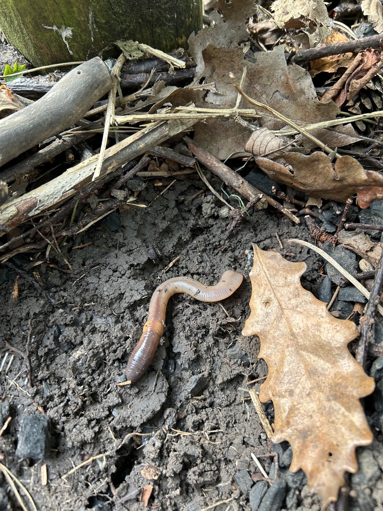 Common Earthworm from Rising Sun Country Park, Newcastle Upon Tyne ...