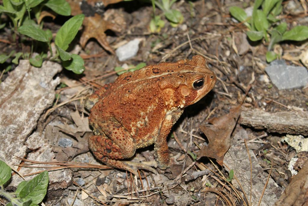 American Toad in May 2015 by Aaron Griffing · iNaturalist