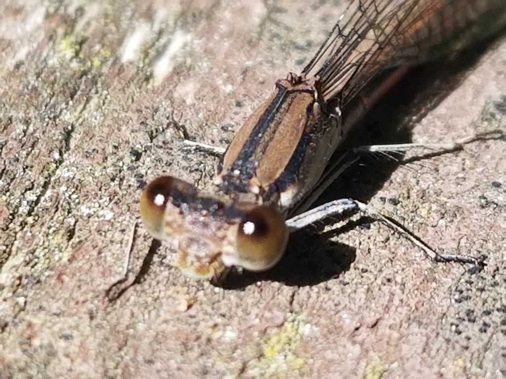 Violet Dancer from Wendat Hiking Trail, Unnamed Road, Tiny, ON, Canada ...