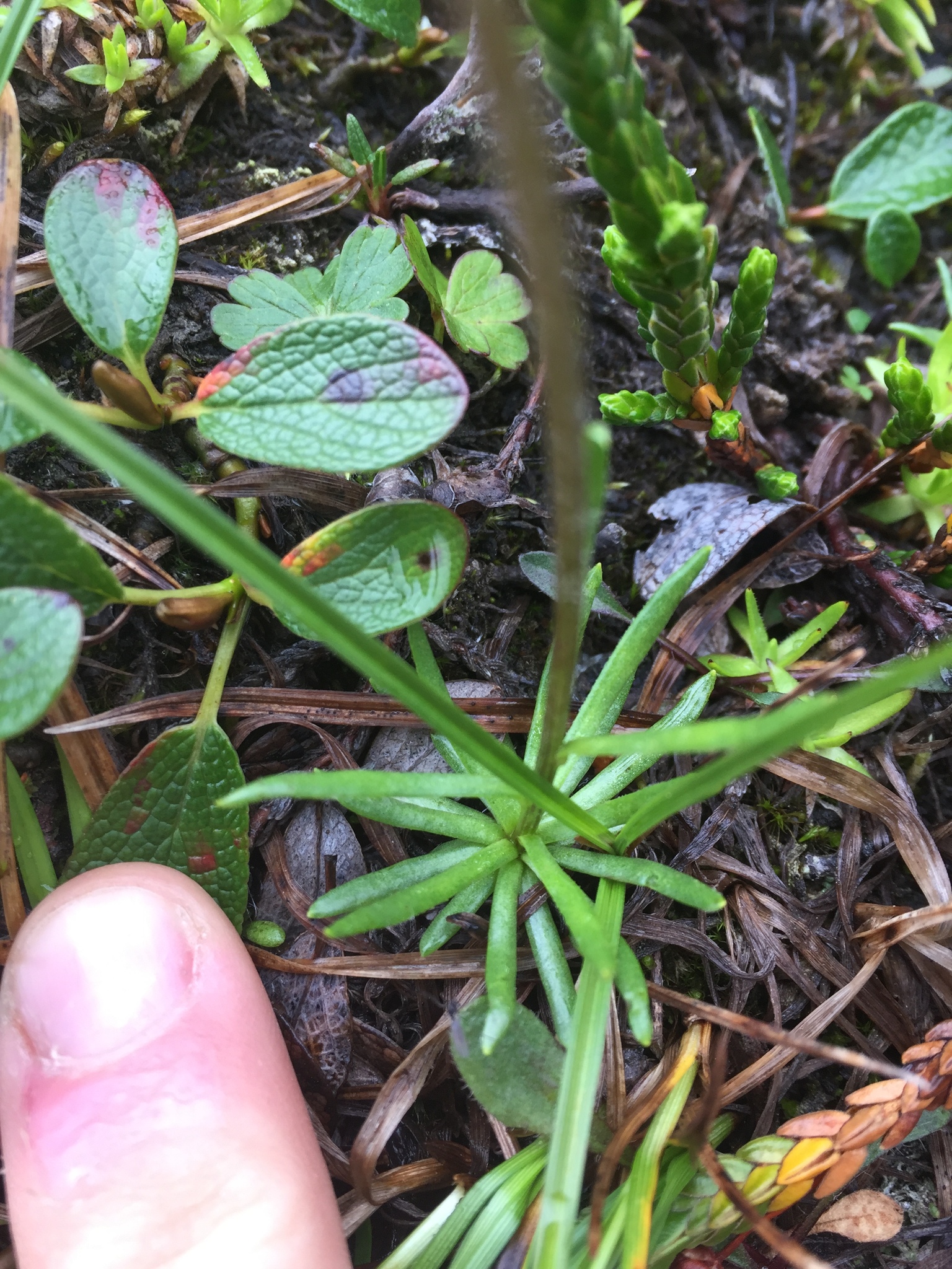 Arctanthemum integrifolium (Richards.) Tzvelev