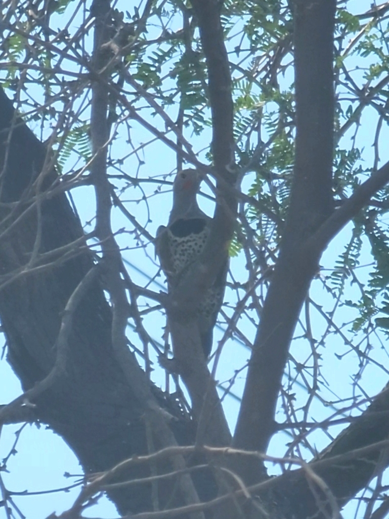 Gilded Flicker from 83310 Son., México on April 26, 2025 at 10:08 AM by ...