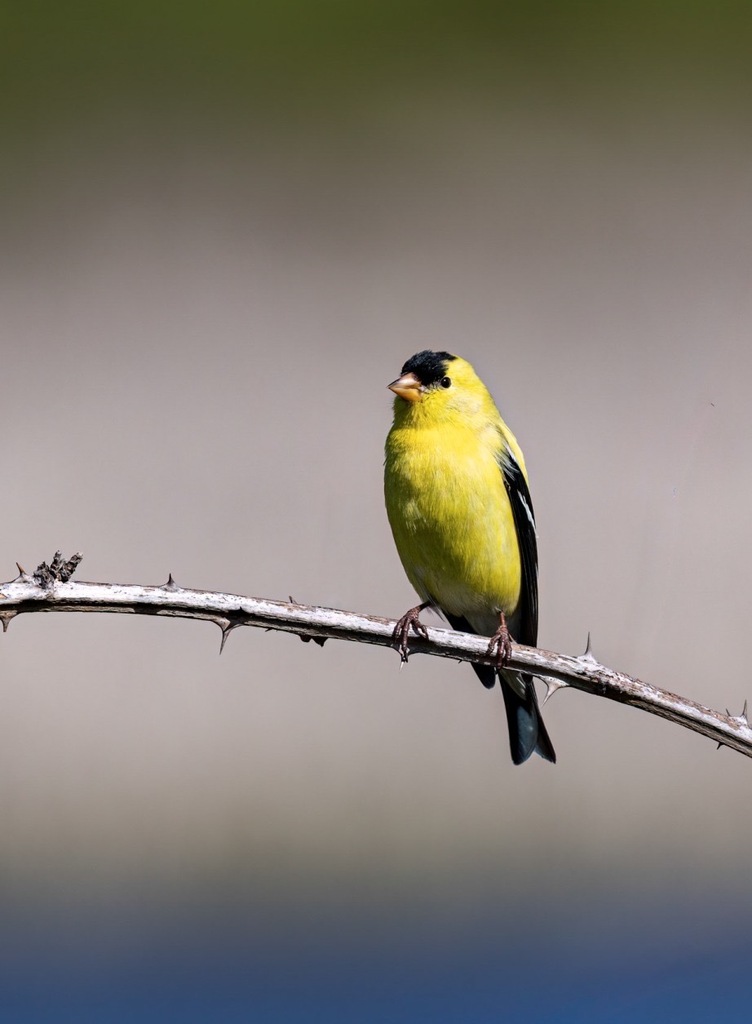 American Goldfinch from Iona Beach Regional Park, 900 Ferguson Rd ...