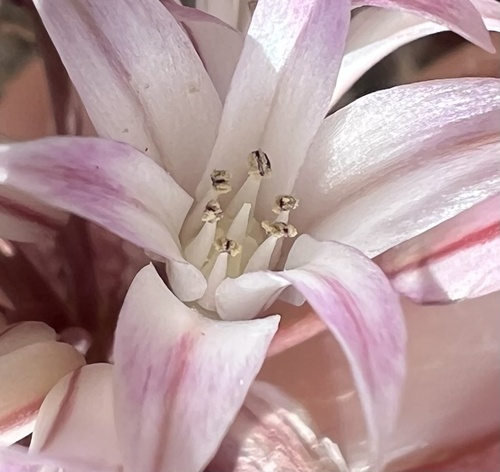 Allium atrorubens - Our Native Plants