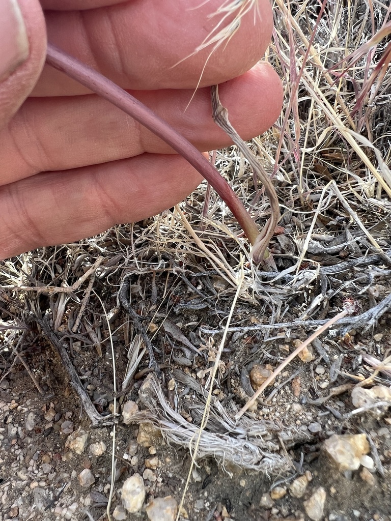 Allium atrorubens – Our Native Plants