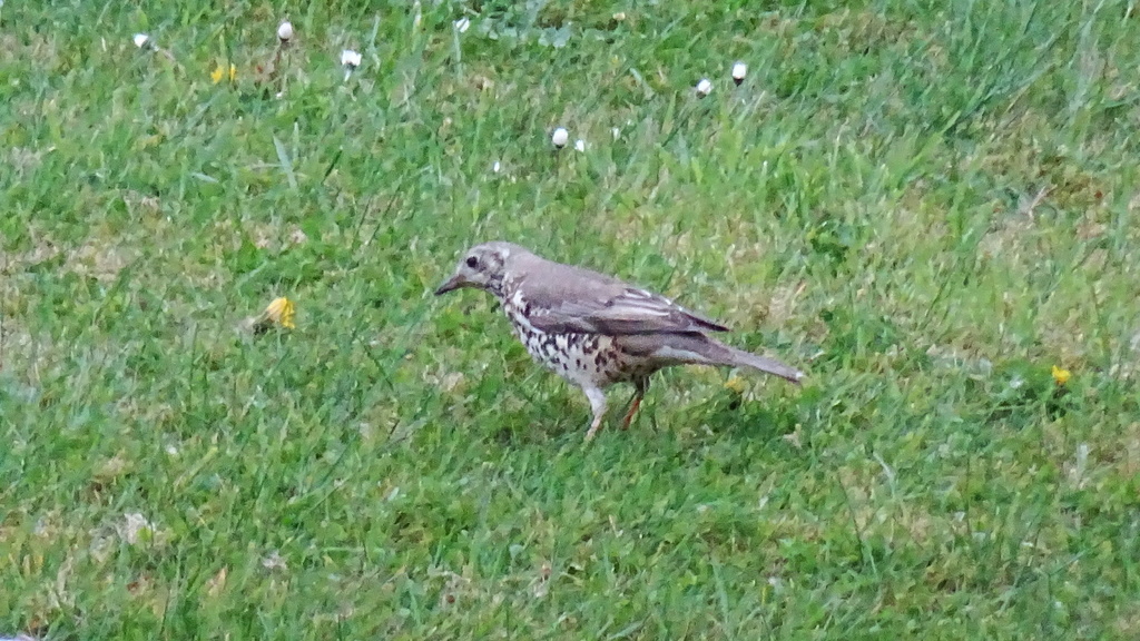 European Mistle Thrush from University of Chester, Cheshire West and ...