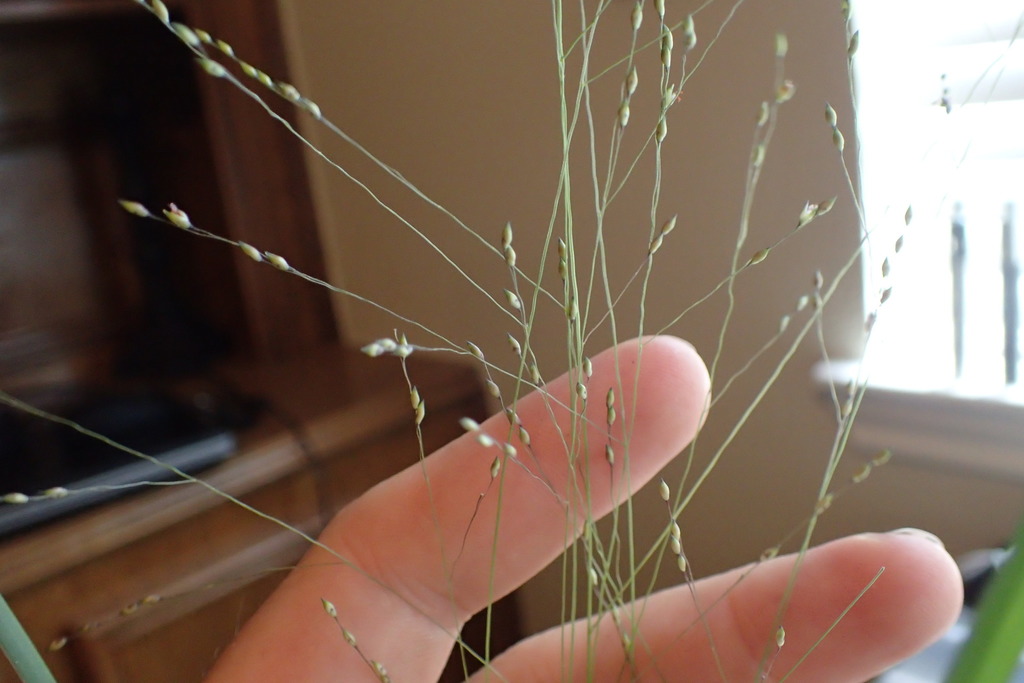 Berg's Panicgrass (Nash Prairie Plants List) · iNaturalist