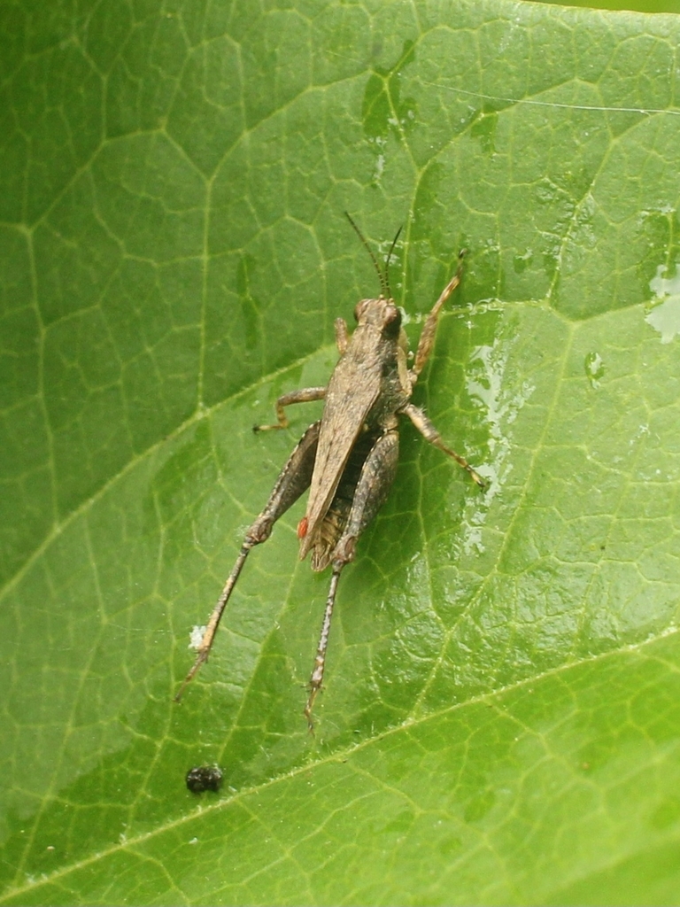 Pygmy Grasshoppers from St Matthews, SC 29135, USA on April 26, 2025 at ...