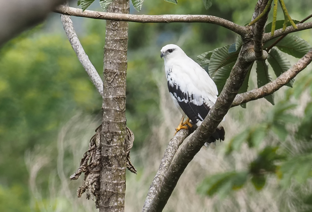 White Hawk from Provincia de Cartago, Verbena, Costa Rica on August 25 ...