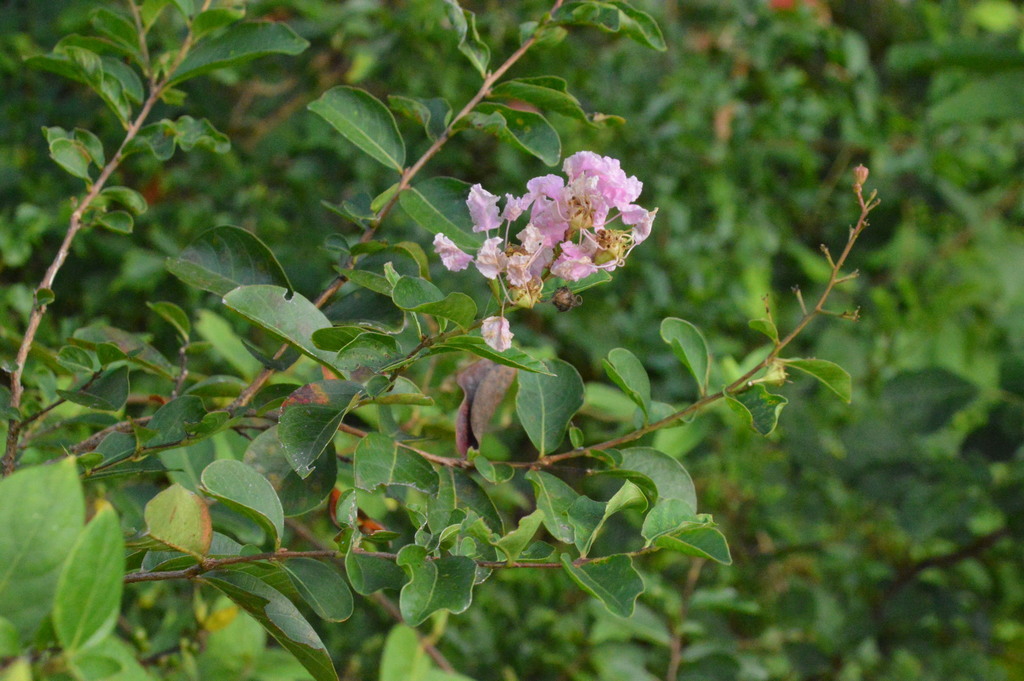 Crape-myrtle from Sugar Land, TX, USA on August 25, 2019 at 08:13 AM by ...