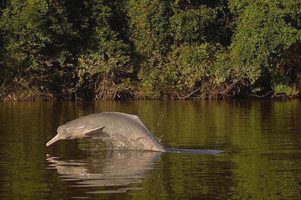 Cetaceans (Cetacea) - Marine Life Identification