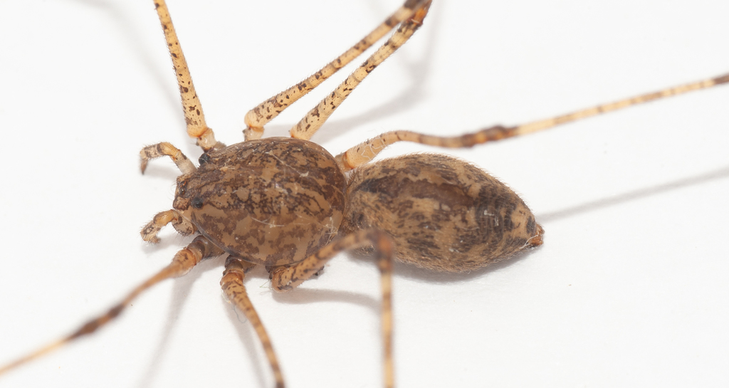 Long-legged Spitting Spider (Spiders of Montserrat) · iNaturalist