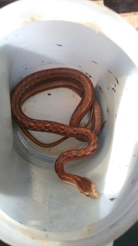 Keeled Sepia Snake from Tibagi - PR, 84300-000, Brasil on August 25 ...