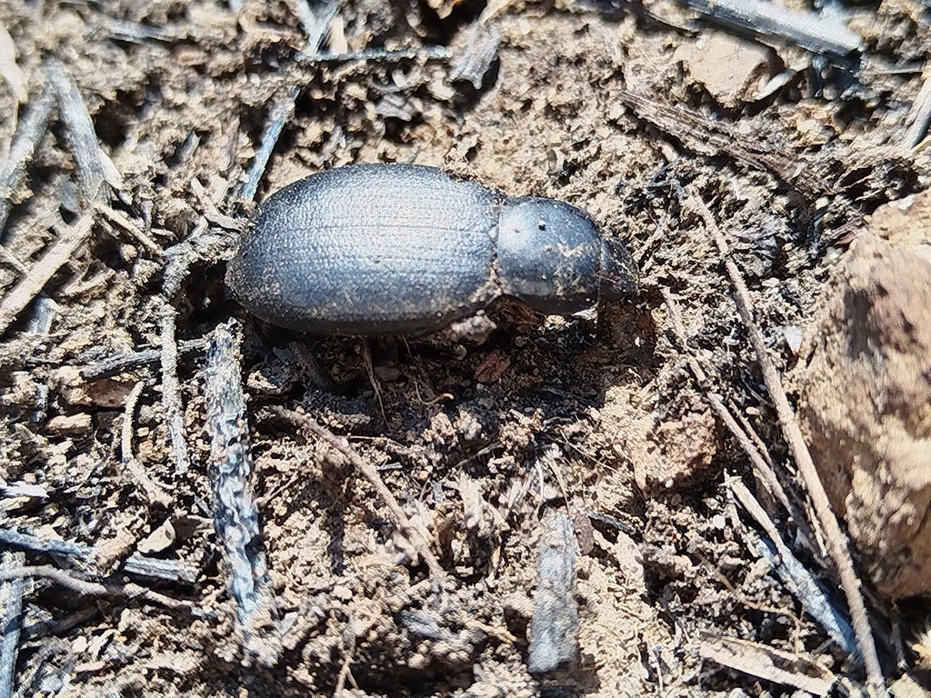 Pinacates desde Manzana 001, Sta Cruz Tlapacoya, 56556 Ixtapaluca, Méx ...