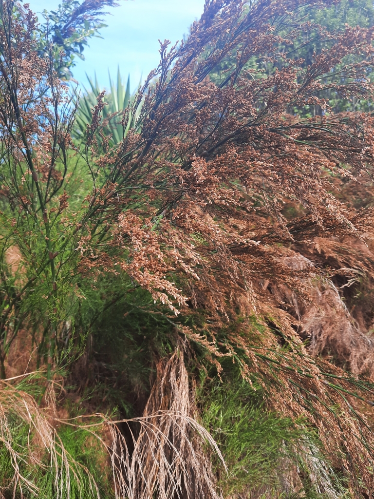 Broom reed from Bell Block, New Plymouth, New Zealand on April 27, 2025 ...