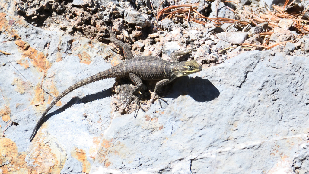 Noble Spiny Lizard in August 2019 by Roberto González · iNaturalist