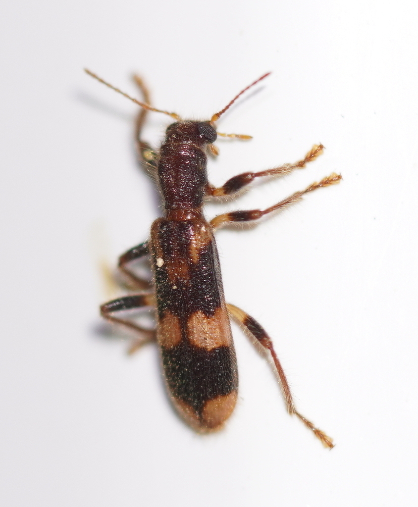 Opilo mollis from Innsbruck-Land, Österreich on April 26, 2025 at 10:51 ...