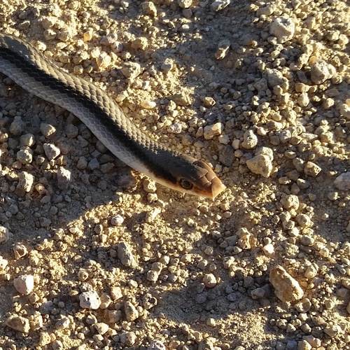 Big Bend Patchnose Snake (Salvadora deserticola) - Snakes and Lizards