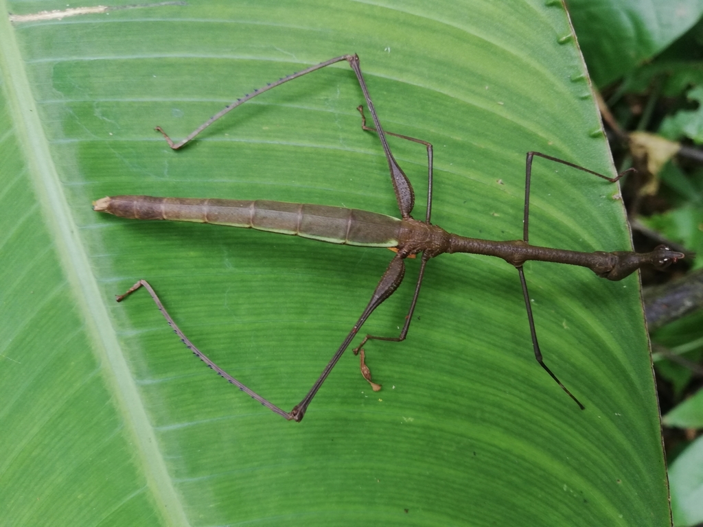 Apioscelis tuberculata from San Jose de Guayusa, Ecuador on August 24 ...