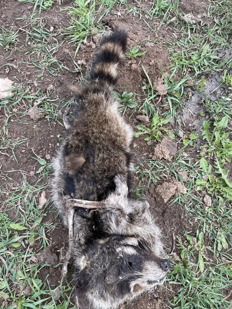 Common Raccoon from Highland County, VA, US on April 26, 2025 at 05:44 ...
