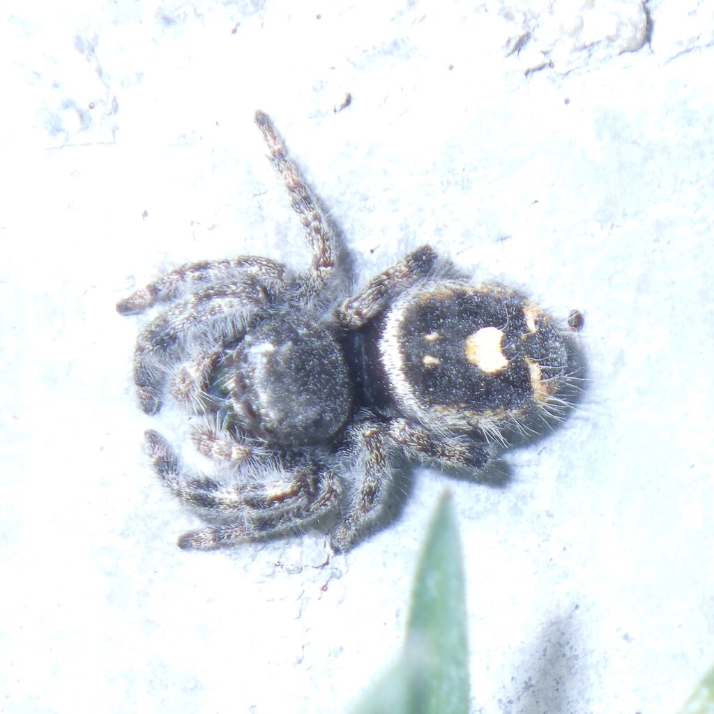 Bold Jumping Spider from Comstock, Spokane, WA 99203, USA on April 26 ...