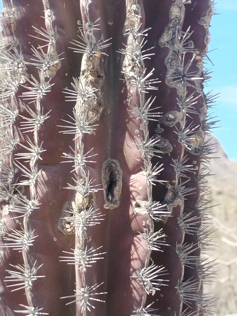 Cardón desde 23893 B.C.S., México el 25 de abril de 2025 a las 02:17 PM ...
