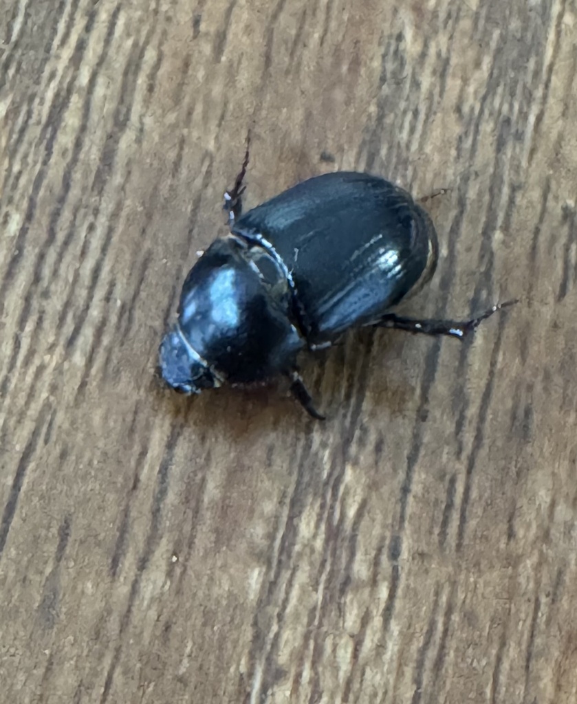 African Black Beetle from Ronald Ct, Somerville, VIC, AU on April 27 ...