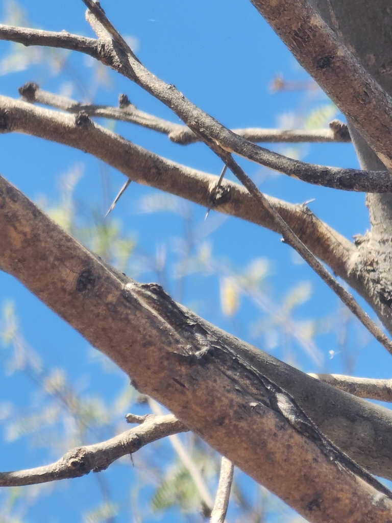 Tree and Bush Lizards from 83310 Son., México on April 26, 2025 at 09: ...