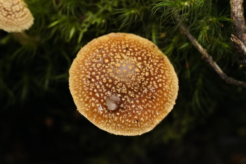 Descolea recedens from Derwent Valley, Southwest, AU-TS, AU on April 24 ...