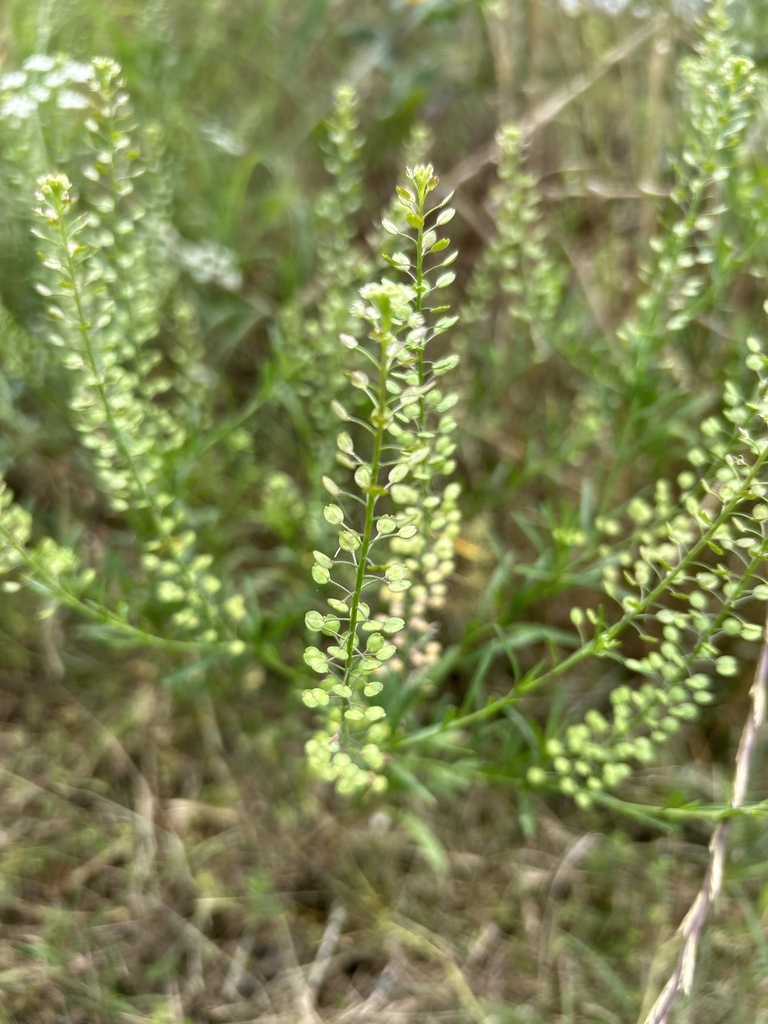 Virginia pepperweed from Willow Waterhole Greenway, Houston, TX, US on ...