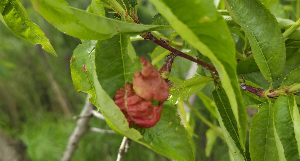 Peach Leaf Curl from Hawkins Point, Baltimore, MD 21226, USA on April ...