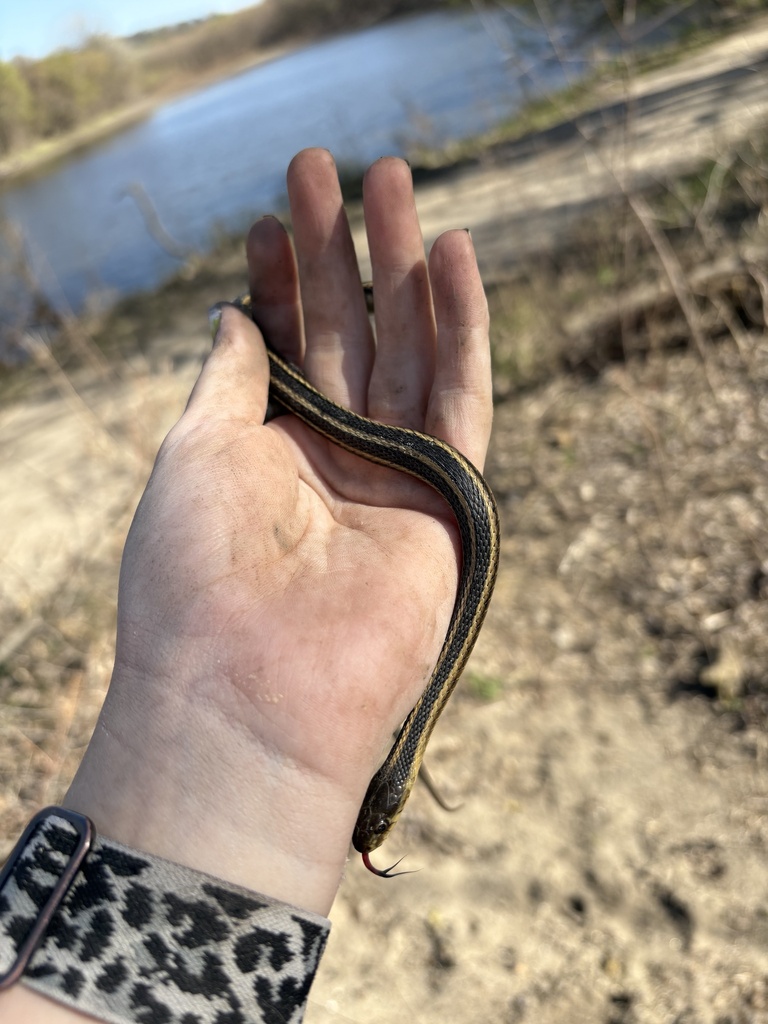 Common Garter Snake from Fort Snelling State Park, Saint Paul, MN, US ...