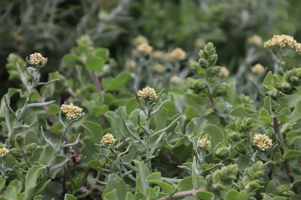 Pale Everlasting from Track above Nettleton access Lions Head, Table ...