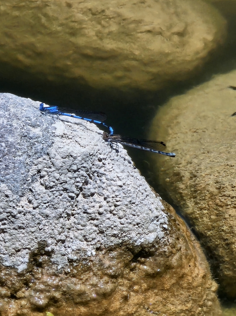 California Dancer from 23893 B.C.S., México on April 25, 2025 at 12:48 ...