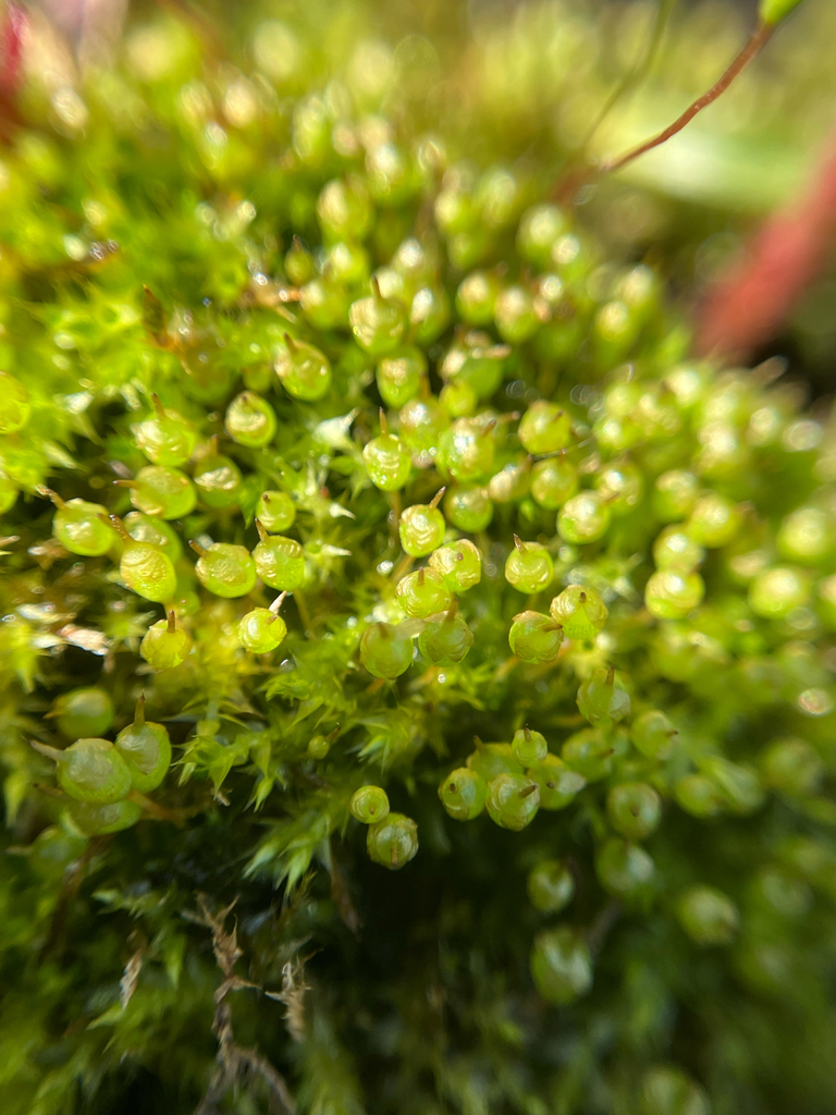 common bladder moss from Snelling Lake Rd, Saint Paul, MN, US on April ...
