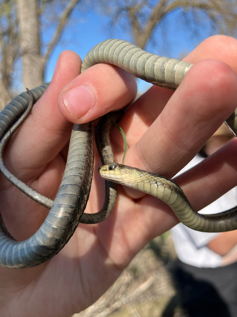 Common Garter Snake from Snelling Lake Rd, Saint Paul, MN, US on April ...