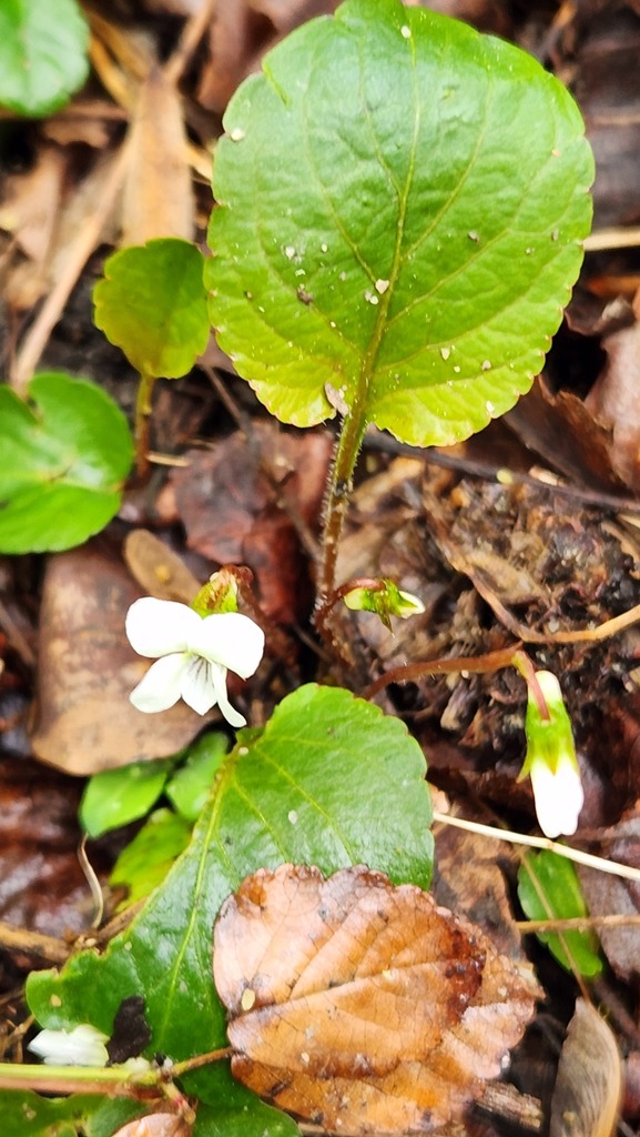 primrose-leaved violet from Villages of Dorchester, MD 21076, USA on ...
