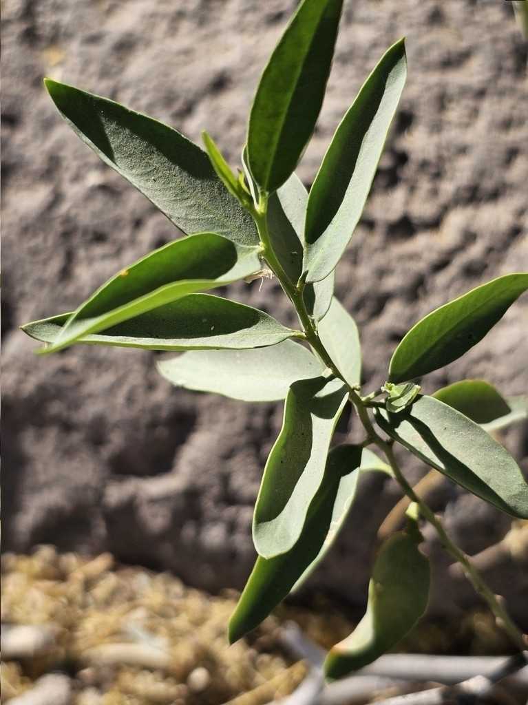 Pearlberry from 23893 B.C.S., México on April 25, 2025 at 08:12 AM by ...