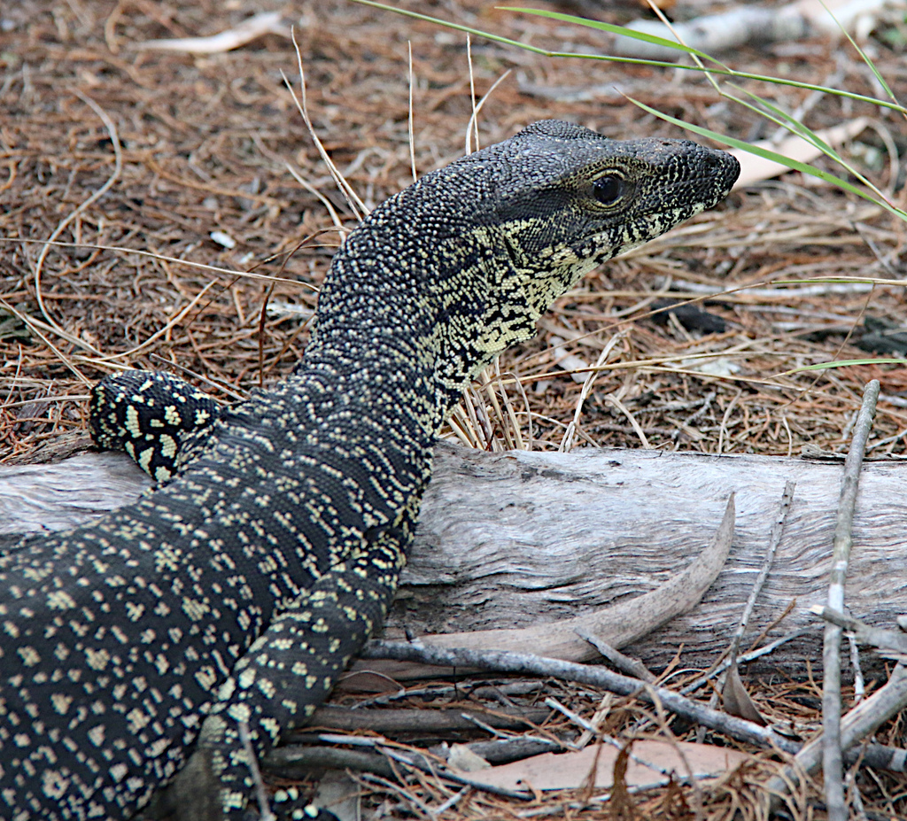 Lace Monitor from Elanda Point, Como QLD 4571, Australia on March 31 ...