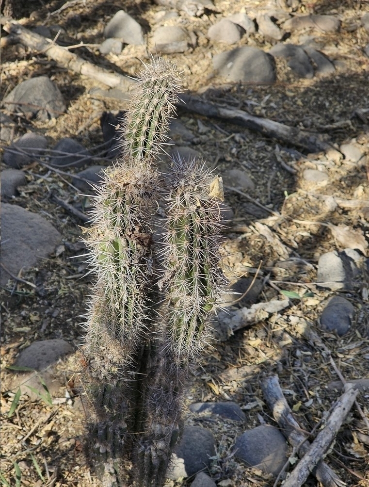 Galloping Cactus from 23893 B.C.S., México on April 25, 2025 at 08:08 ...