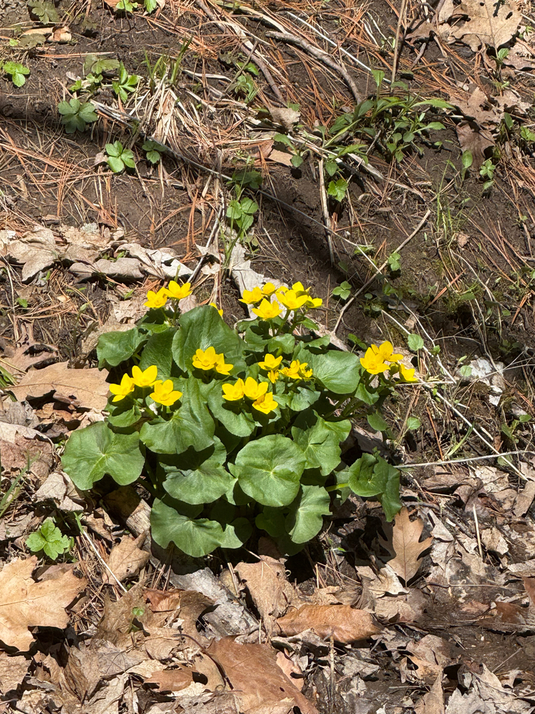 marsh marigold from Sitka St, Green Bay, WI, US on April 26, 2025 at 02 ...