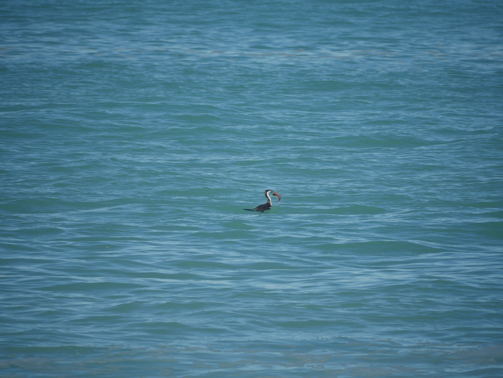 Red cod from Selwyn, NZ-CA, NZ on April 26, 2025 at 12:08 PM by Mac ...