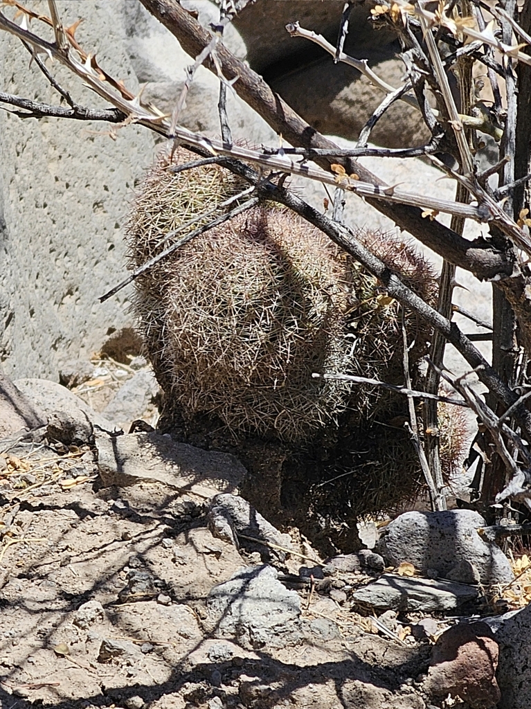Peninsular fishhook cactus from 23893 B.C.S., México on April 25, 2025 ...