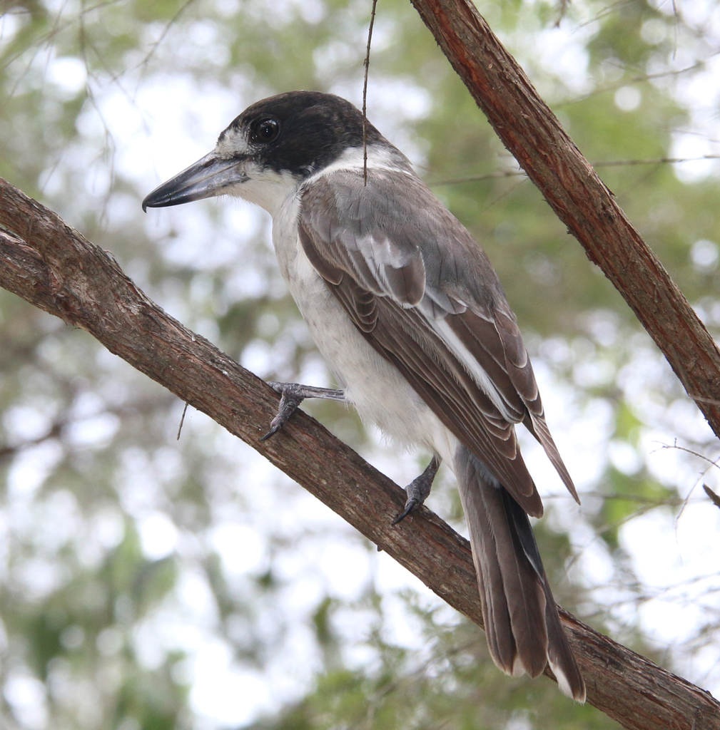 Grey Butcherbird from Elanda Point, Como QLD 4571, Australia on March ...