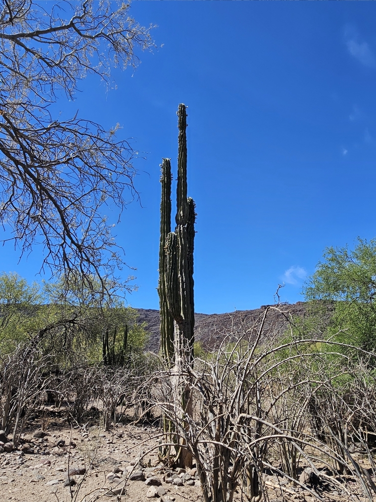 Cardón desde 23893 B.C.S., México el 25 de abril de 2025 a las 10:33 AM ...