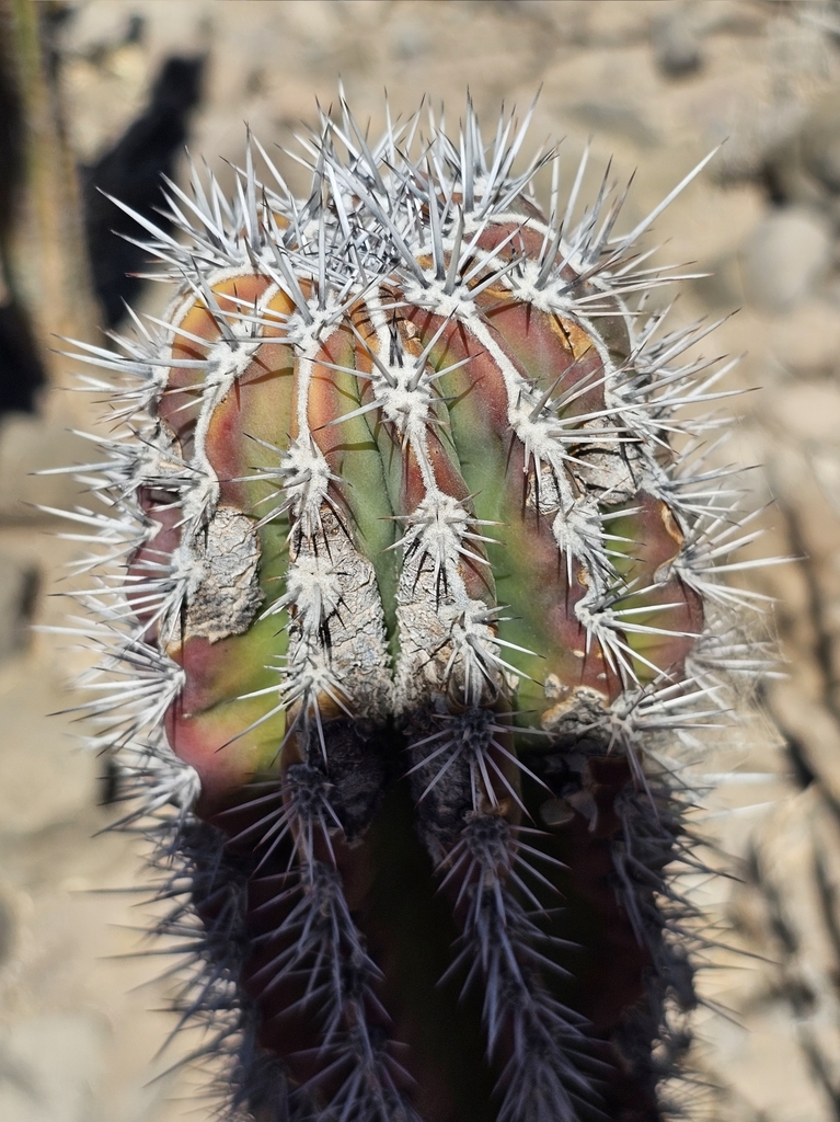 Pachycereae from 23893 B.C.S., México on April 25, 2025 at 10:10 AM by ...