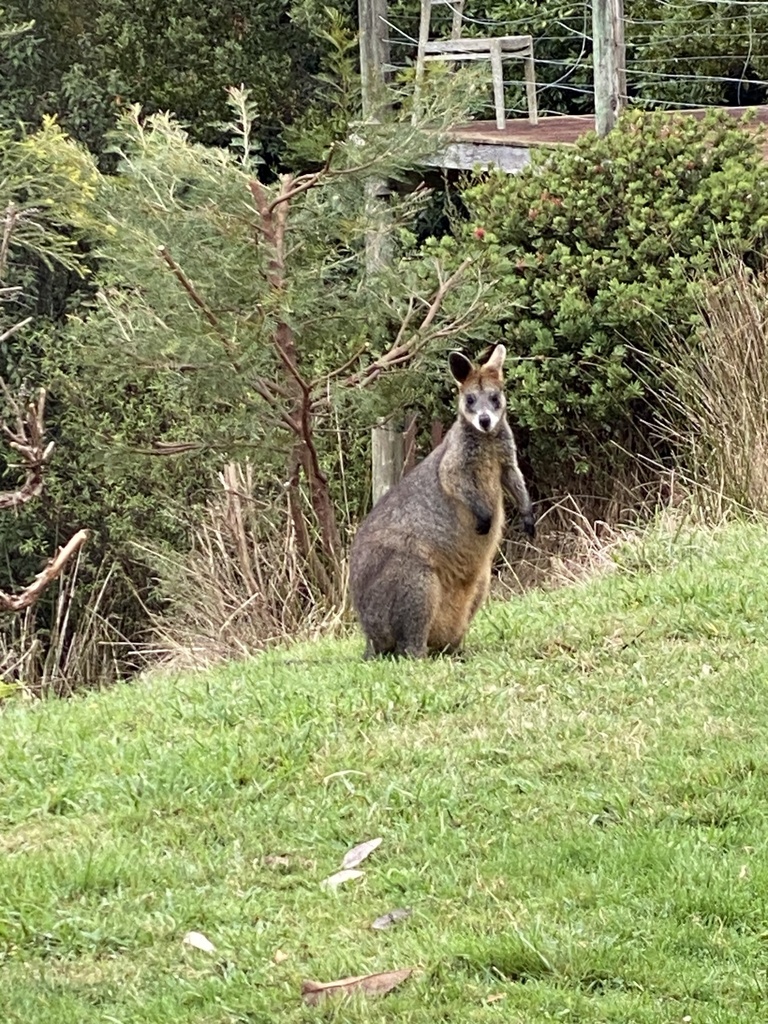 Swamp Wallaby from Fish Creek-Foster Rd, Foster, VIC, AU on April 27 ...
