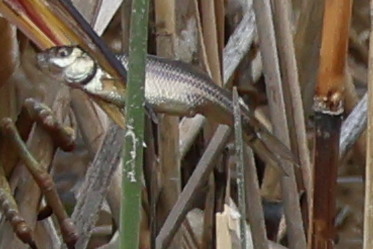 Fathead Minnow from Lakeview, Mississauga, ON, Canada on April 26, 2025 ...